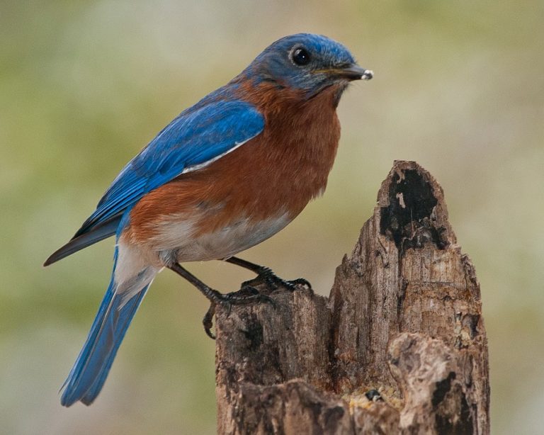 Donate – South Carolina Bluebird Society