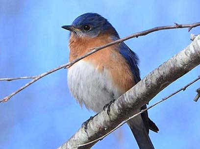 South Carolina Bluebird Society