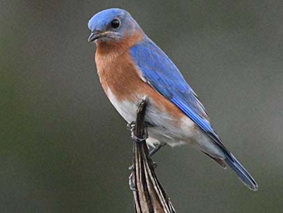 South Carolina Bluebird Society