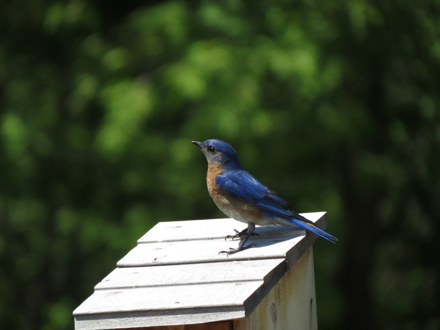 Bluebird Facts – South Carolina Bluebird Society