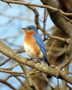 Bluebird Facts – South Carolina Bluebird Society