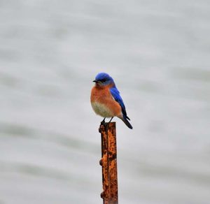 Bluebird Facts – South Carolina Bluebird Society